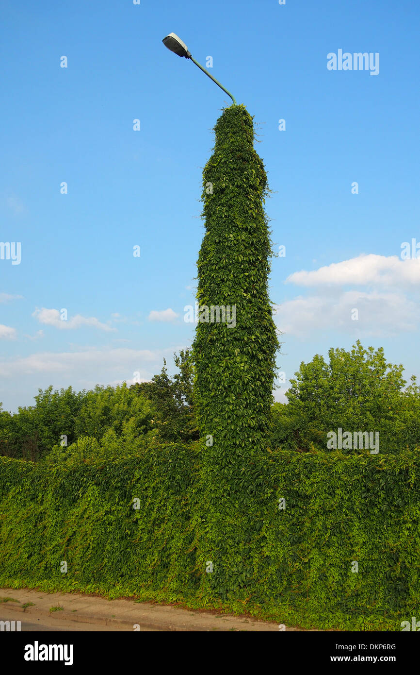 Lamp post climbing plant hi-res stock photography and images - Alamy