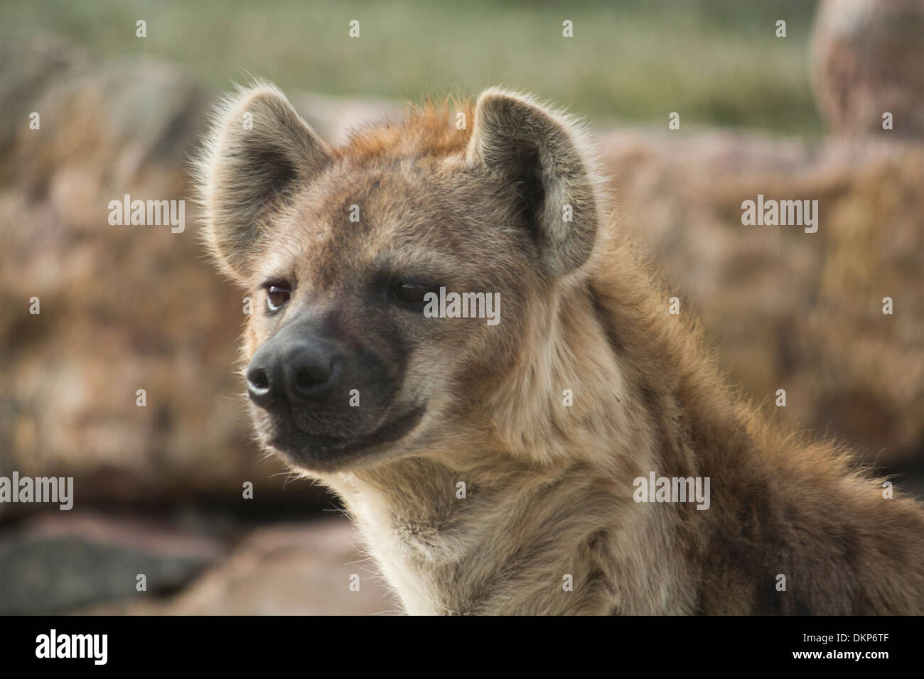 Spotted Hyena ( Crocuta crocuta ) close up of face Stock Photo - Alamy
