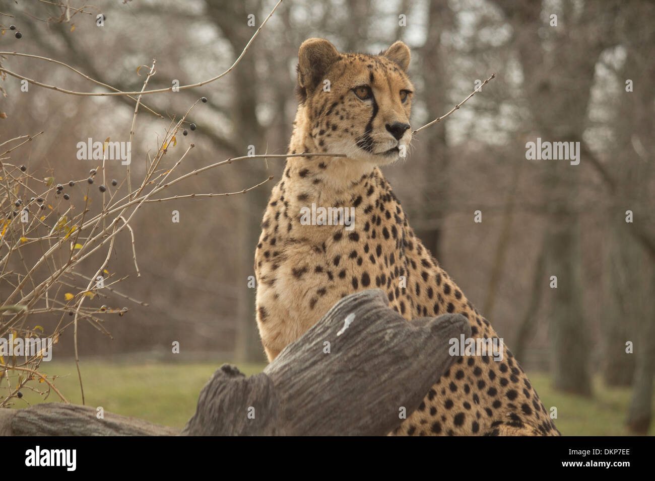 Alert cheetah hi-res stock photography and images - Alamy