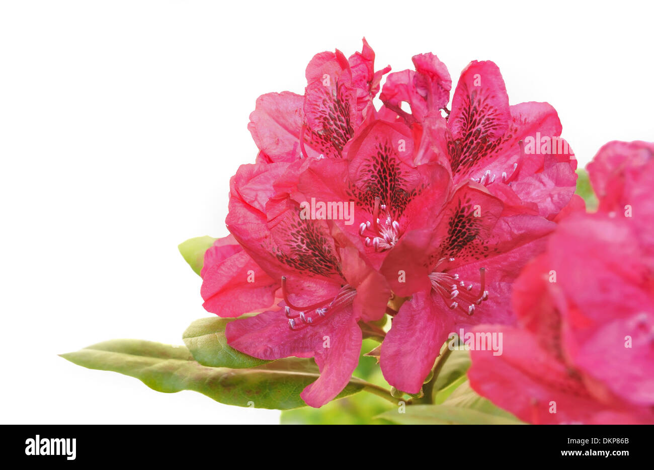 Rhododendron flower garden hi-res stock photography and images - Alamy