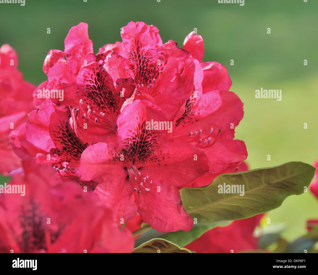 Beautiful rhododendron hi-res stock photography and images - Alamy