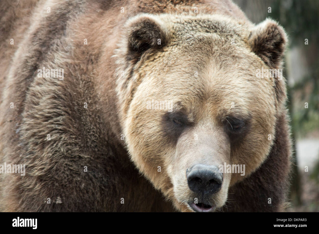 Grizzly bear face hi-res stock photography and images - Alamy