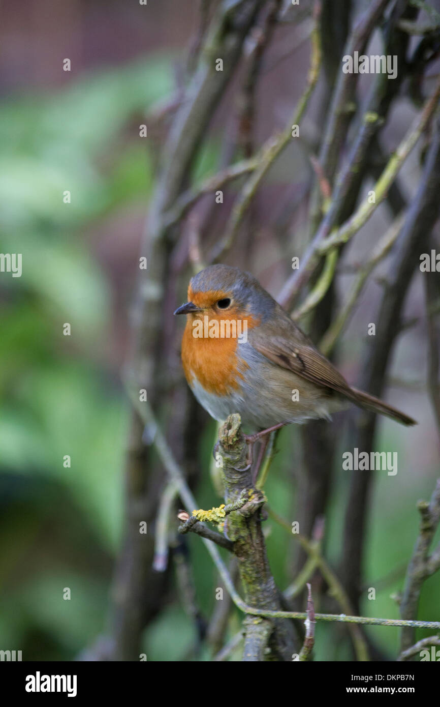 Red robin bush hi-res stock photography and images - Alamy