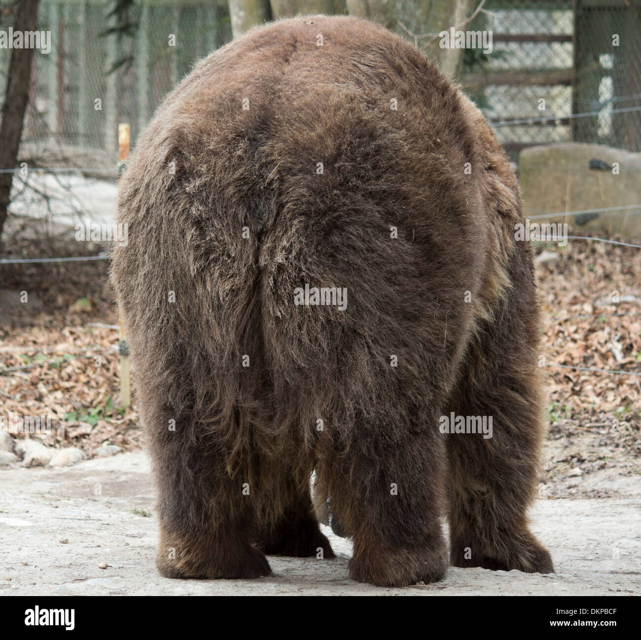 Female grizzly bear hi-res stock photography and images - Alamy