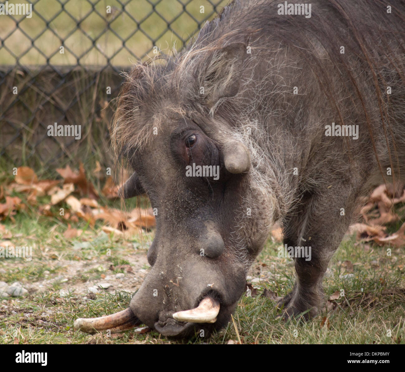 Warthog ( Phacochoerus africanus ) eating grass at the Toronto Zoo ...