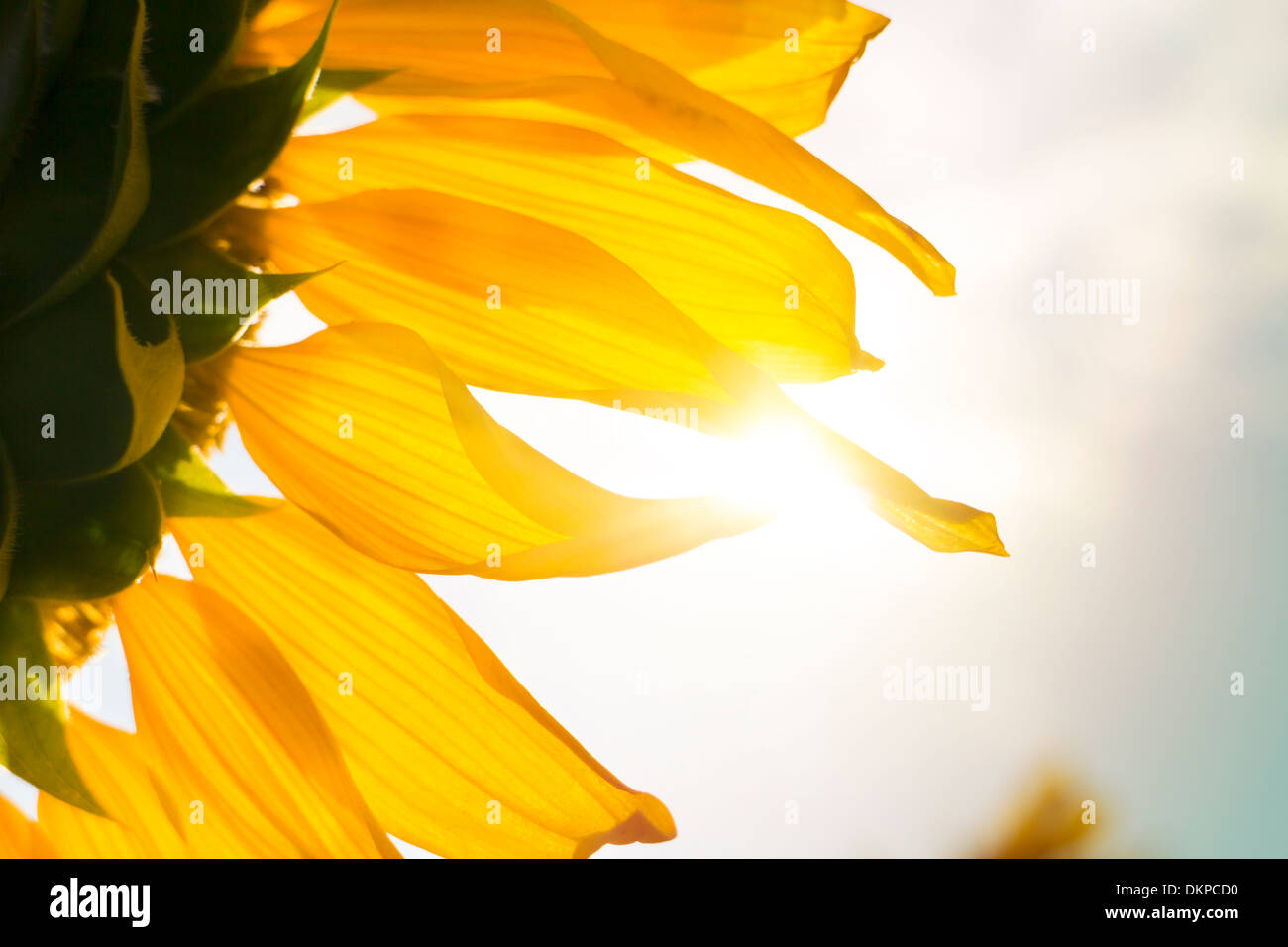Sunflower close up sunset hi-res stock photography and images - Alamy