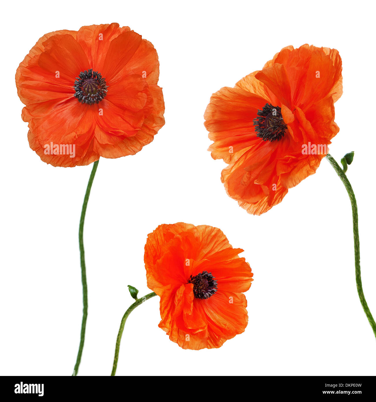Set of single poppy flowers isolated on white background. Closeup Stock ...