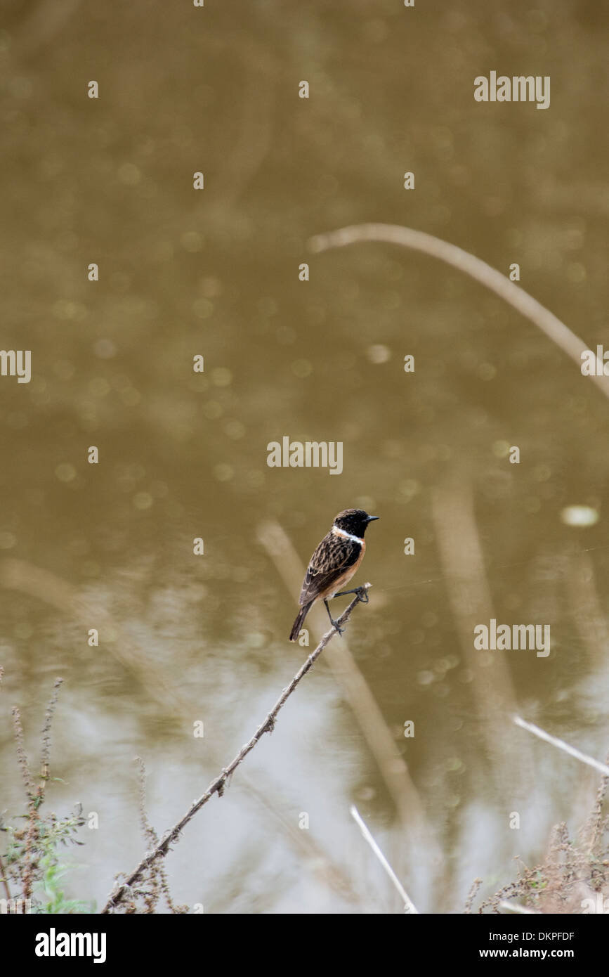 Agemon Bird Sanctuary Upper Galilee Israel,cranes,hummingbird Stock ...