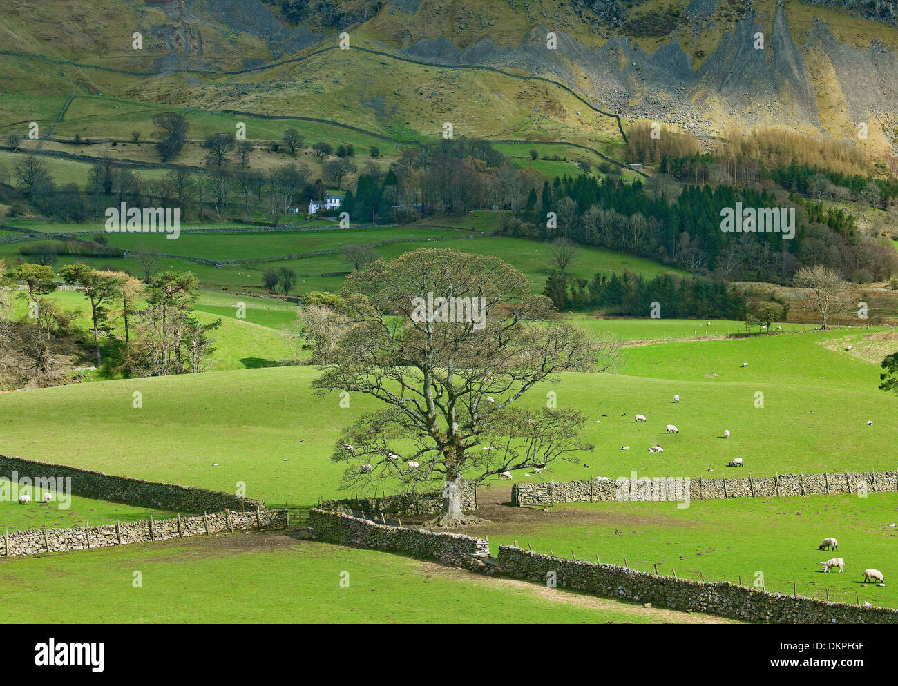 Tree in green pastures in rural landscape Stock Photo - Alamy