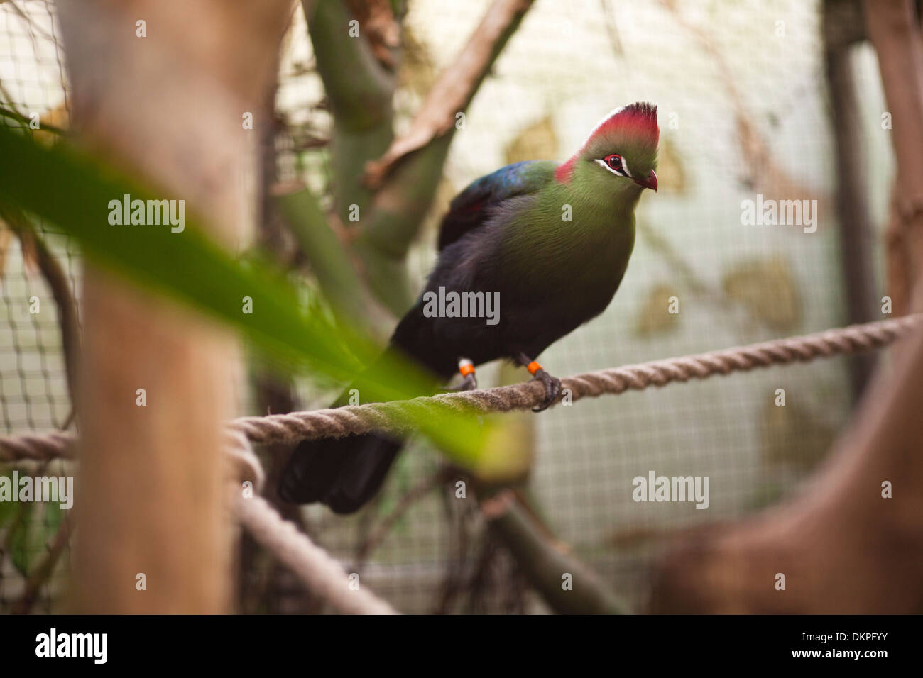 the living rainforest reading uk Stock Photo - Alamy