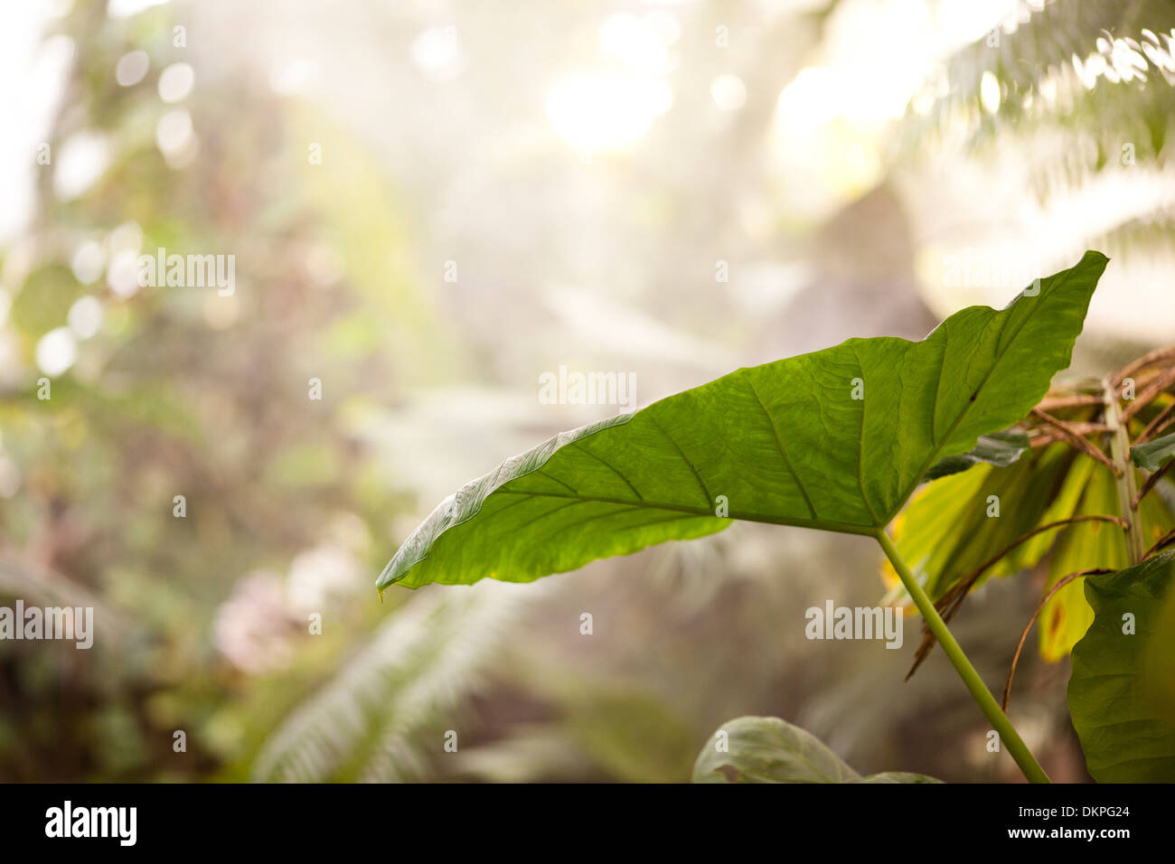 the living rainforest reading uk Stock Photo - Alamy