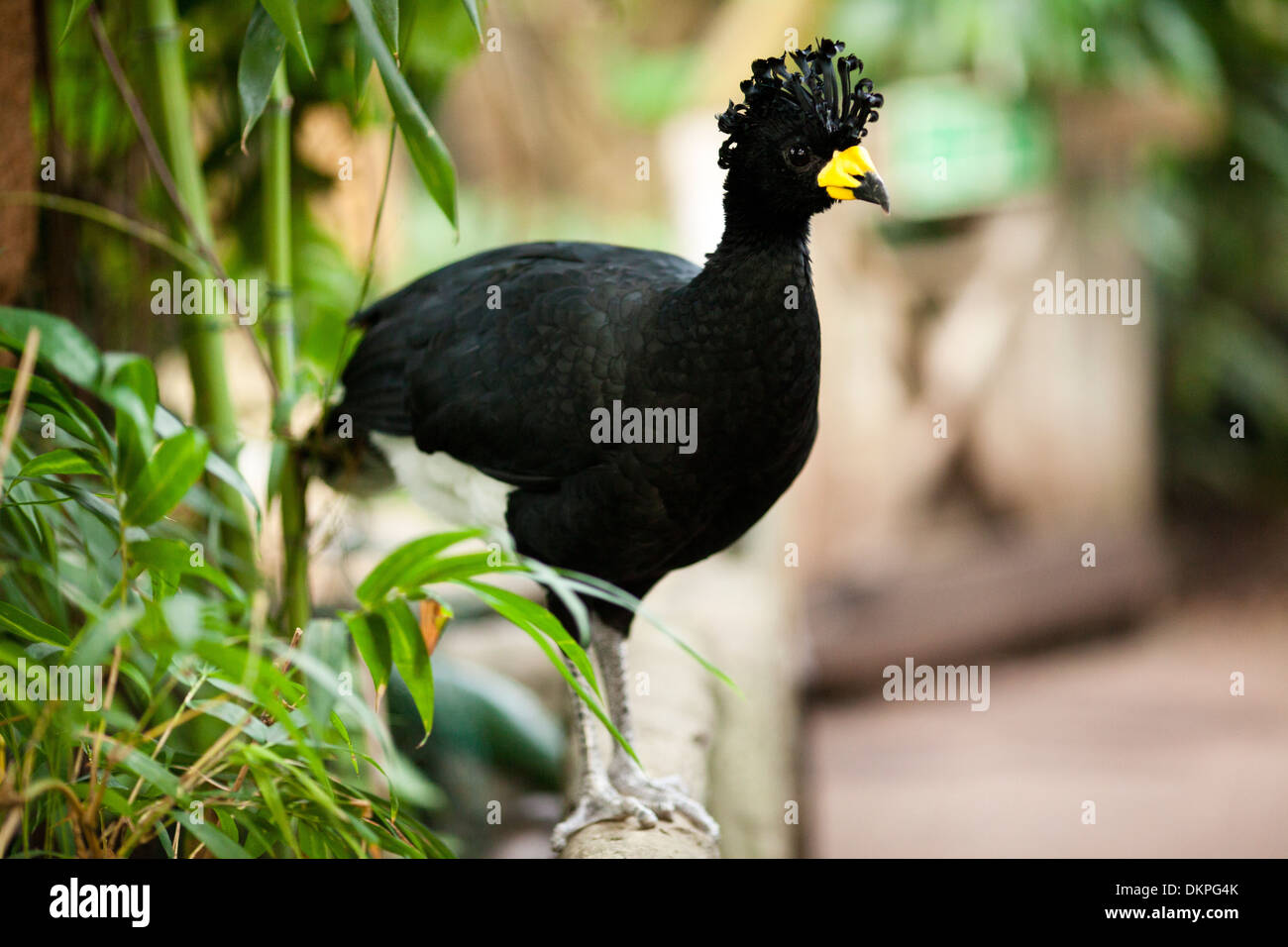 the living rainforest reading uk Stock Photo - Alamy