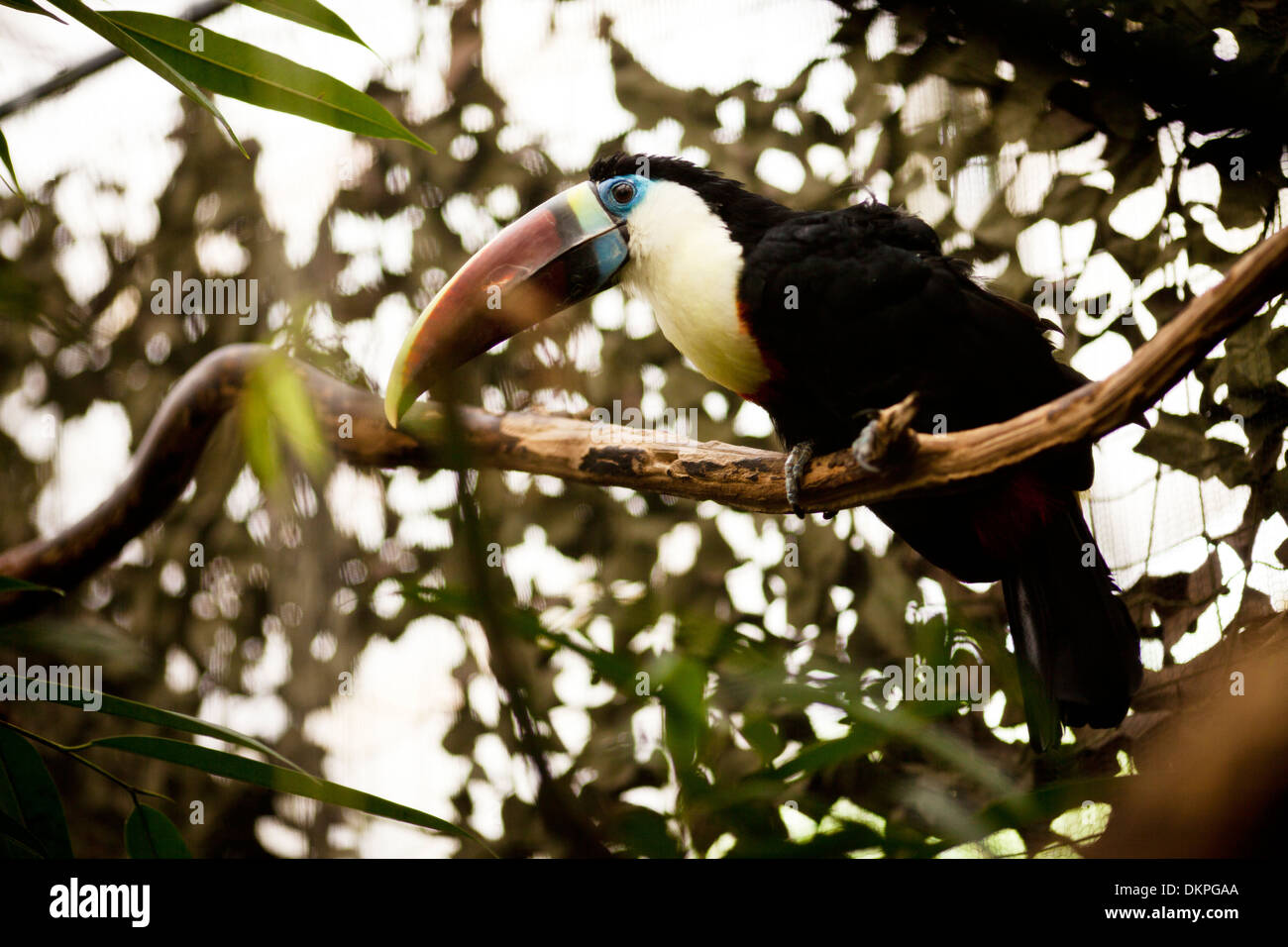 the living rainforest reading uk Stock Photo - Alamy