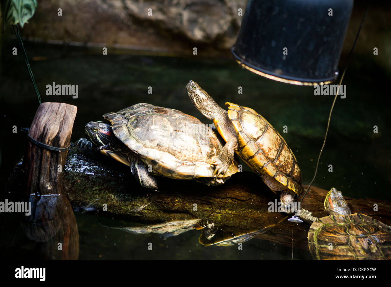 the living rainforest reading uk Stock Photo - Alamy