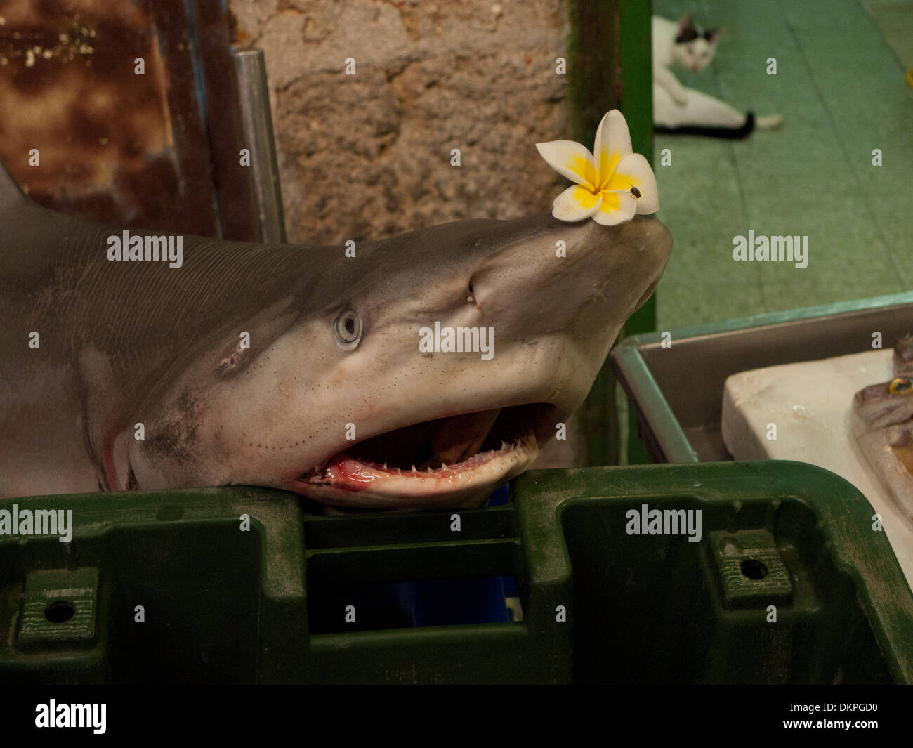 Frangi High Resolution Stock Photography and Images - Alamy