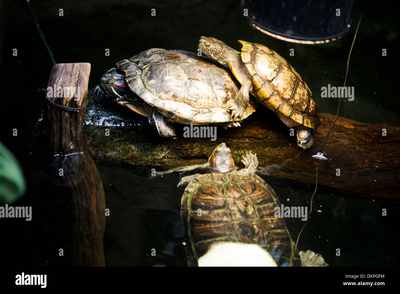 the living rainforest reading uk Stock Photo - Alamy