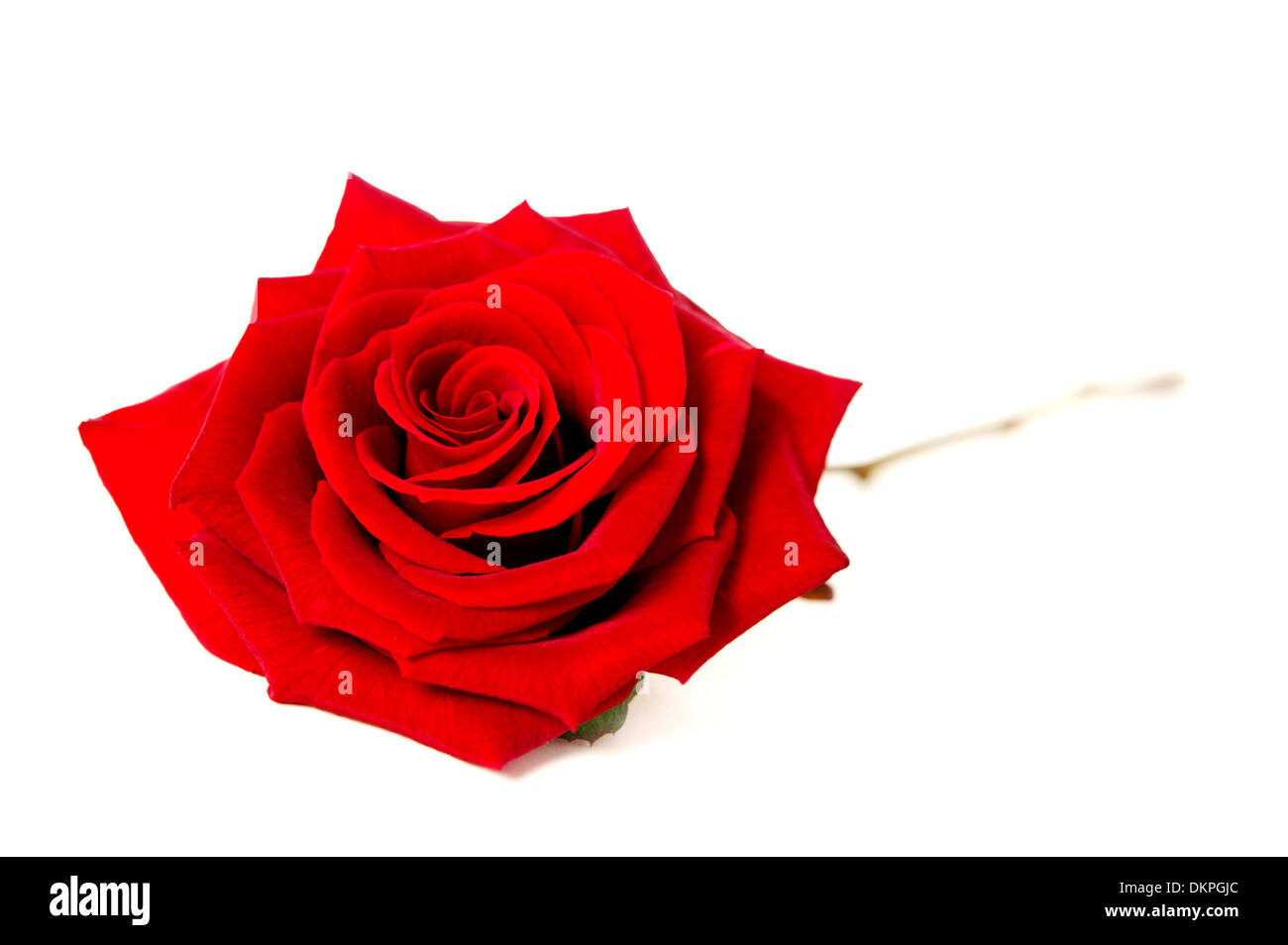 A single stem red rose isolated on a white background Stock Photo - Alamy