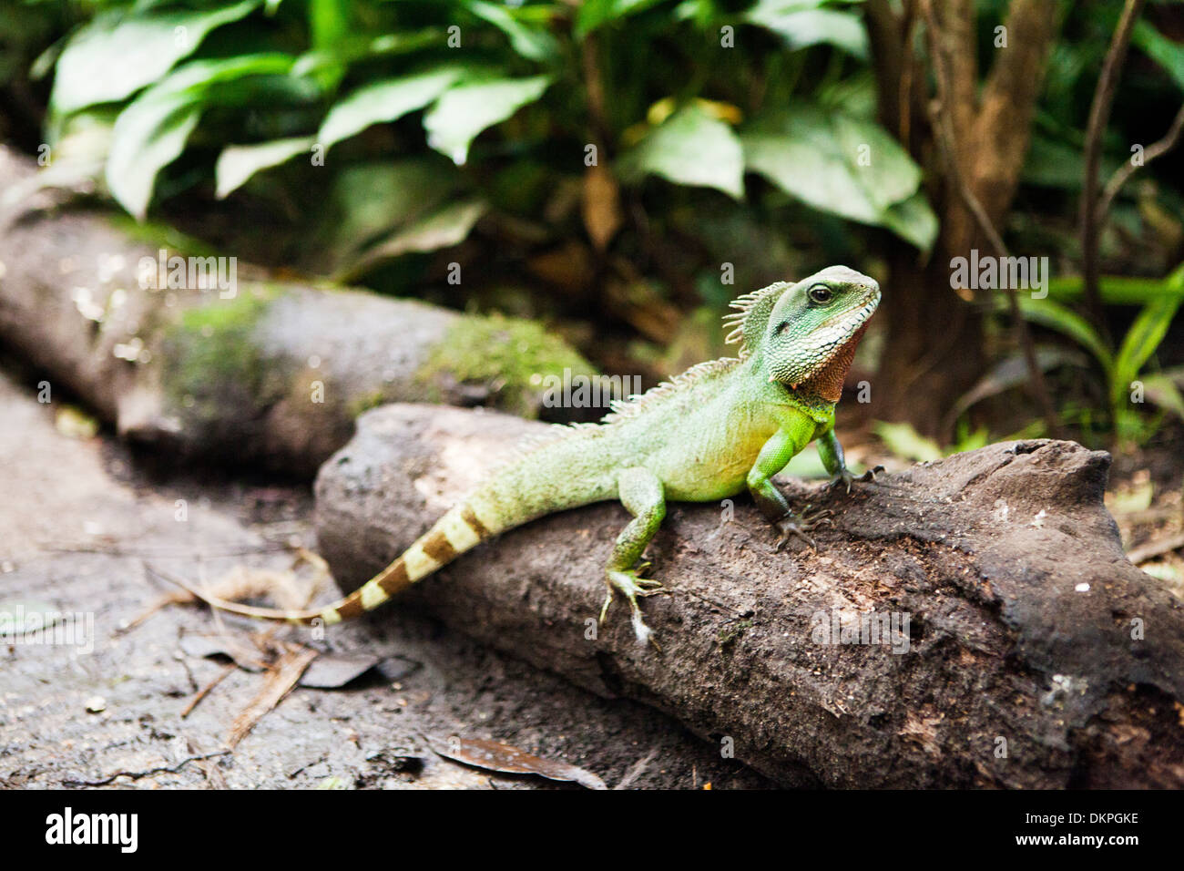 the living rainforest reading uk Stock Photo - Alamy