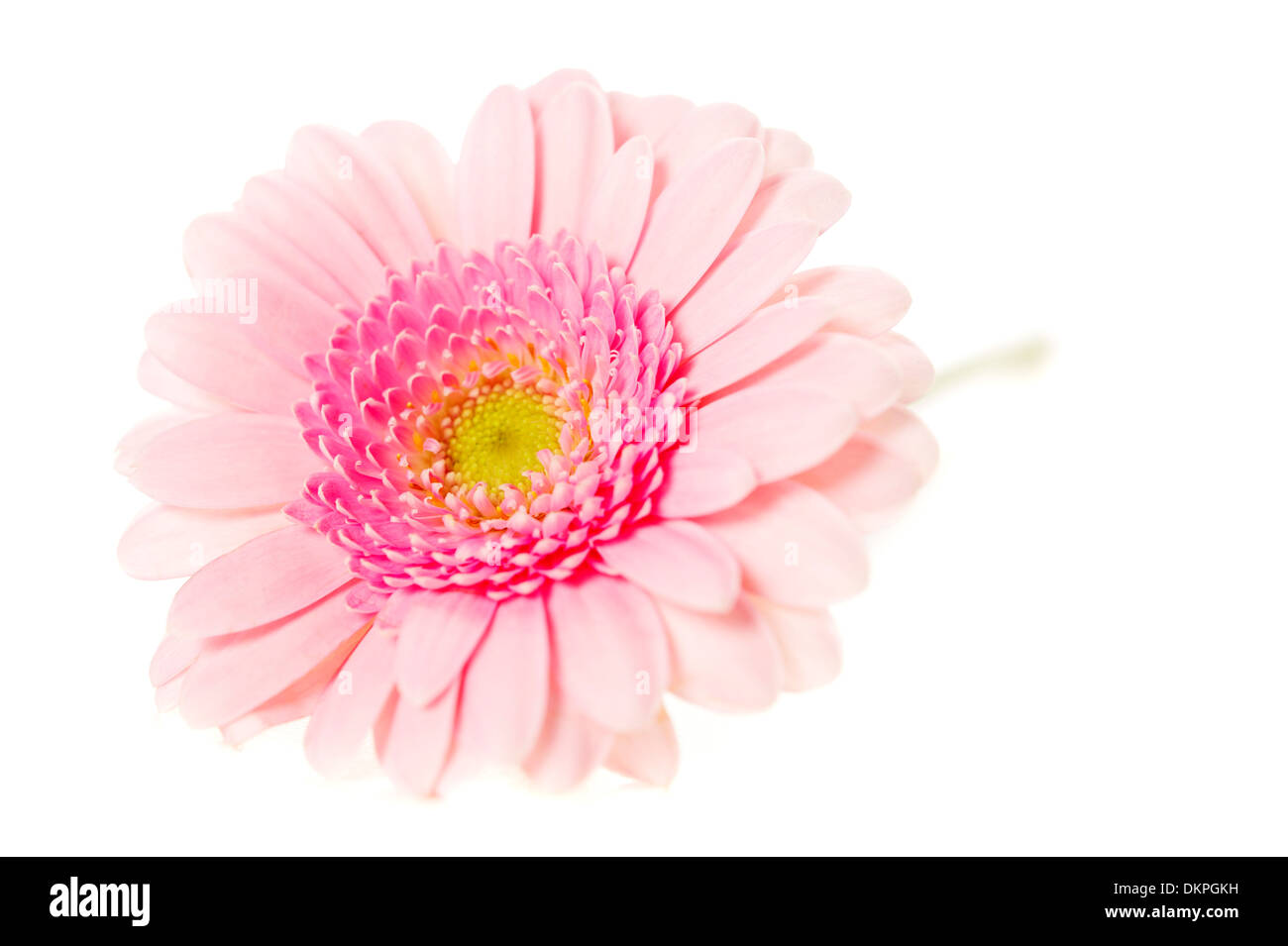Soft pink single stem gerbera isolated on a white background Stock ...
