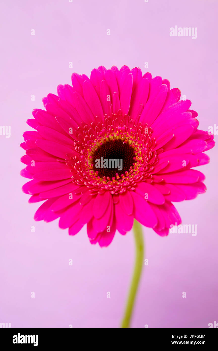 Purple flower stem hi-res stock photography and images - Alamy