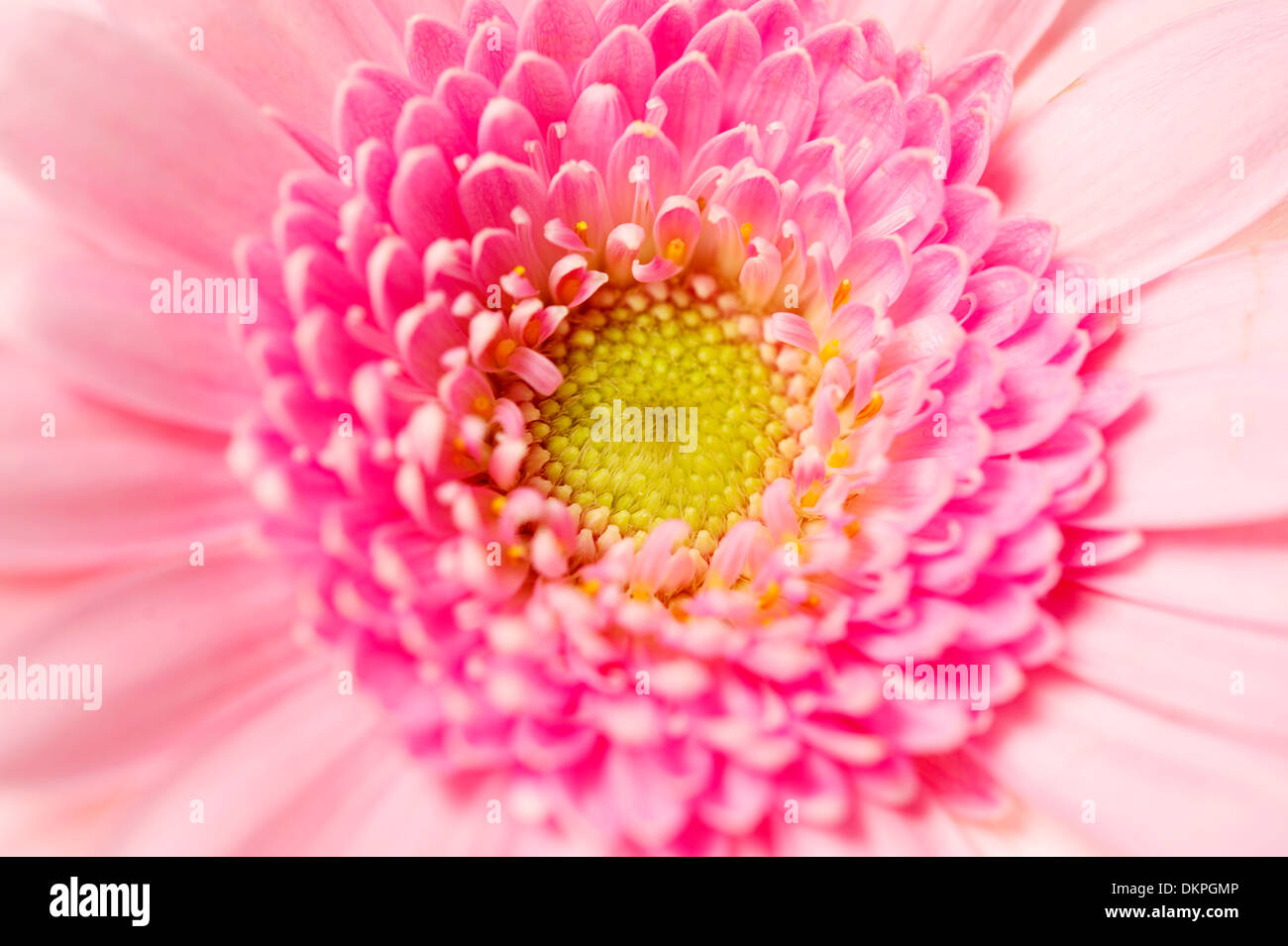 Soft pink gerbera hi-res stock photography and images - Alamy