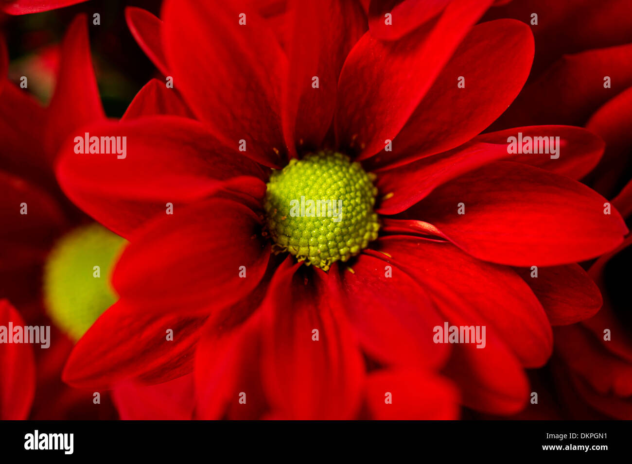 Red chrysanthemum flower hi-res stock photography and images - Alamy