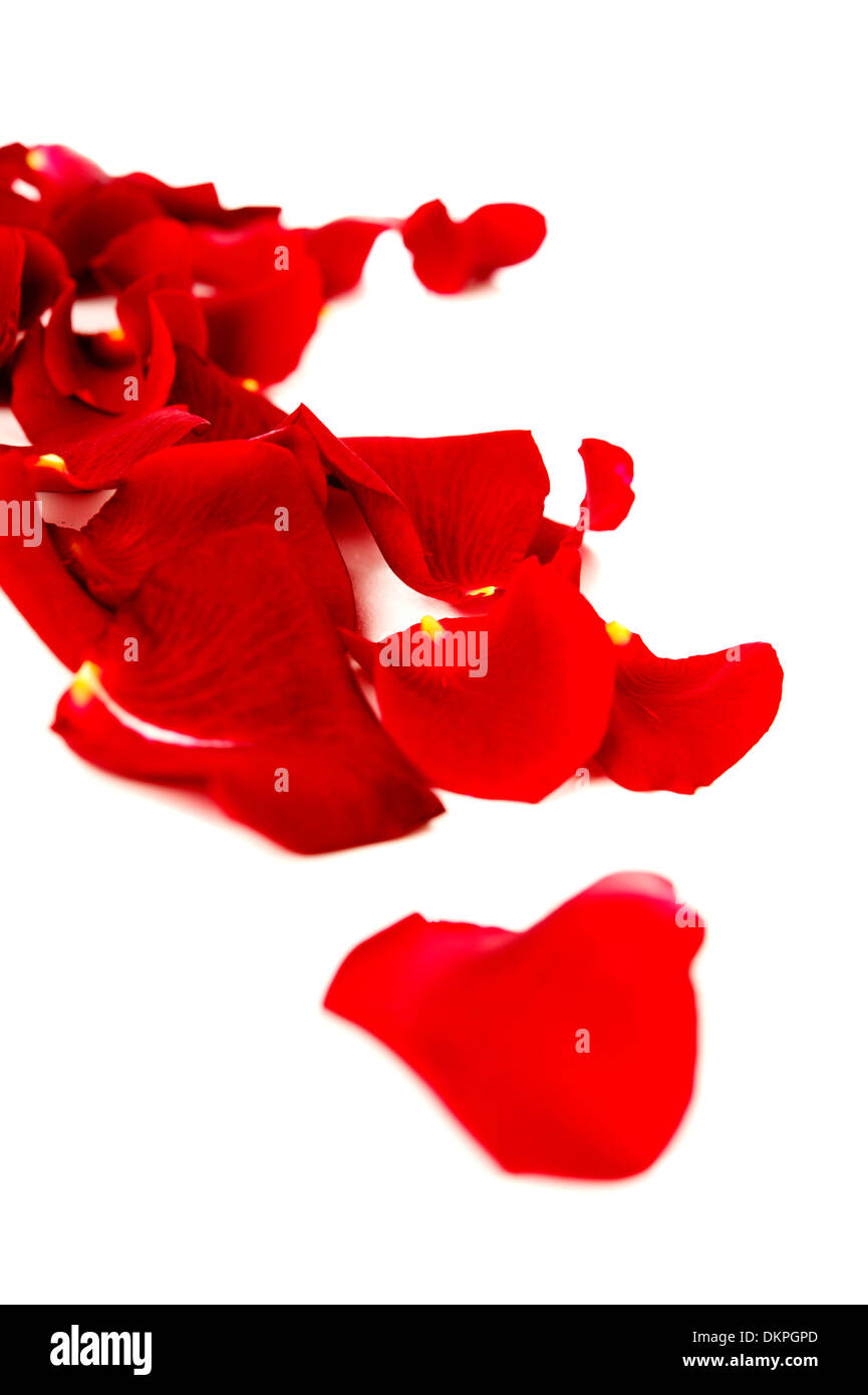 Scattered red rose petals isolated on a white background Stock Photo ...