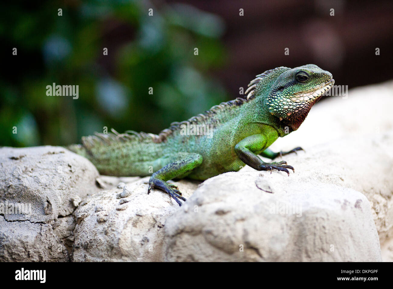 the living rainforest reading uk Stock Photo - Alamy
