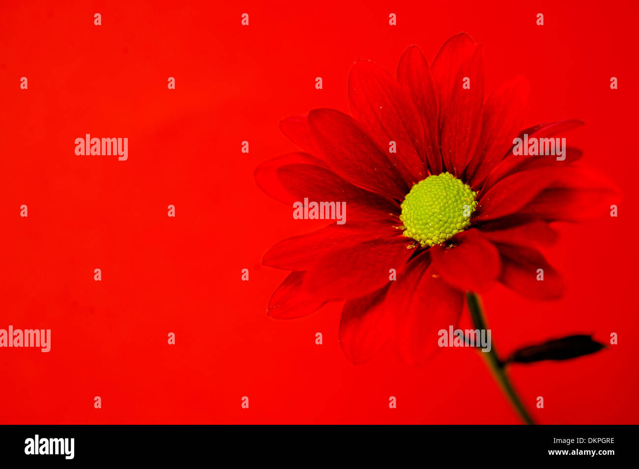 Matching red hi-res stock photography and images - Alamy