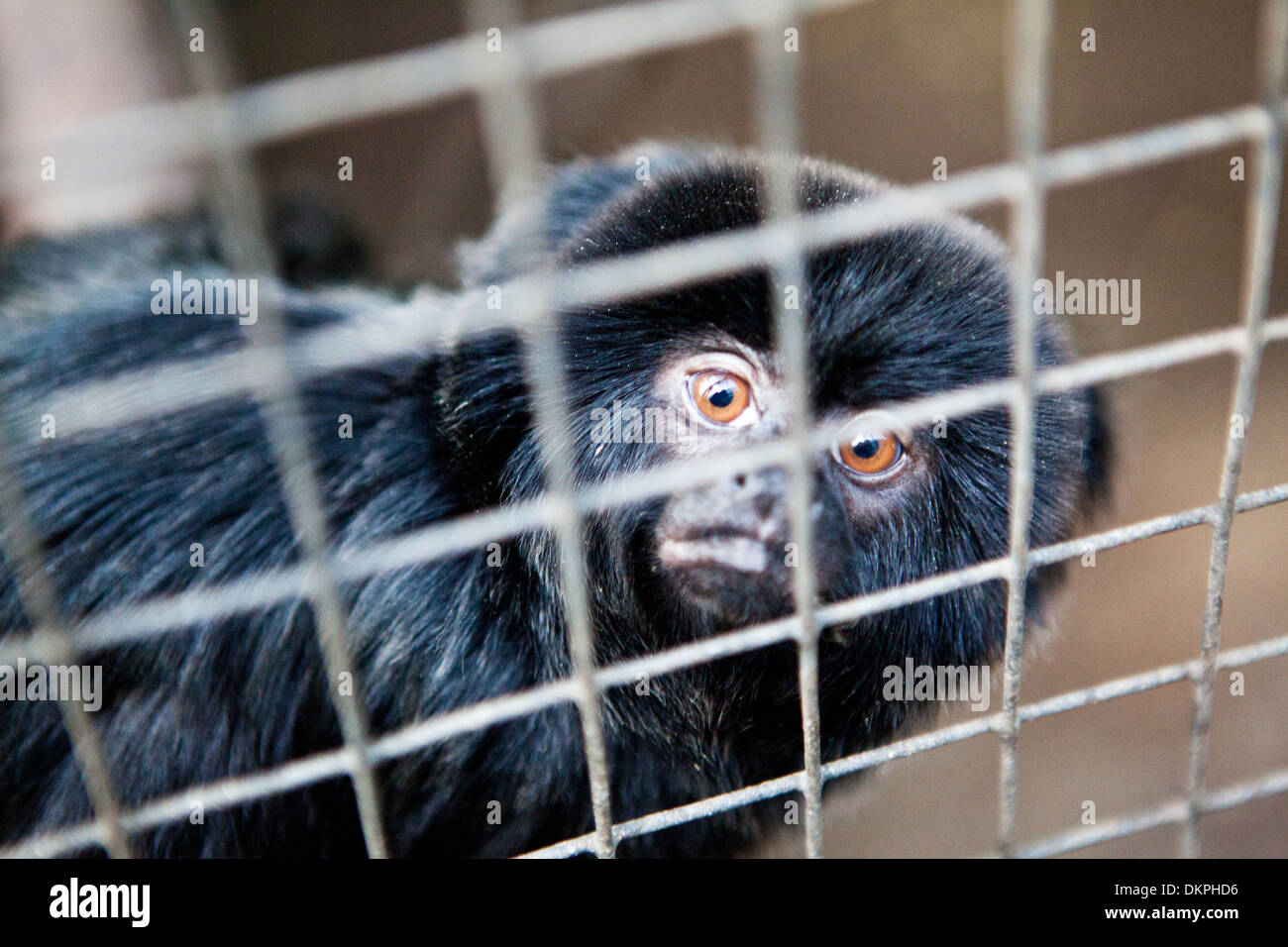 the living rainforest reading uk Stock Photo - Alamy