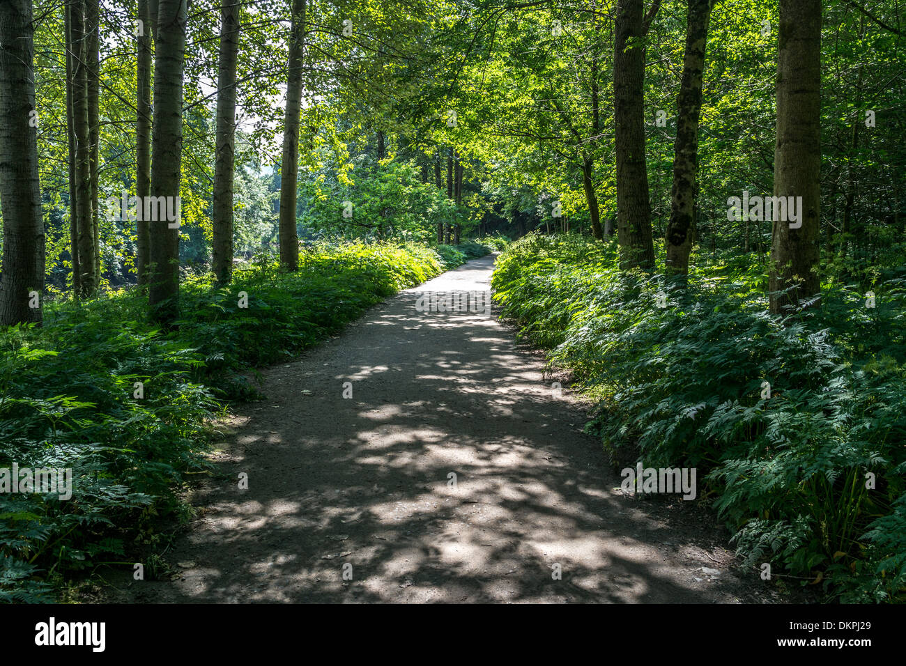 Woods lined river hi-res stock photography and images - Alamy