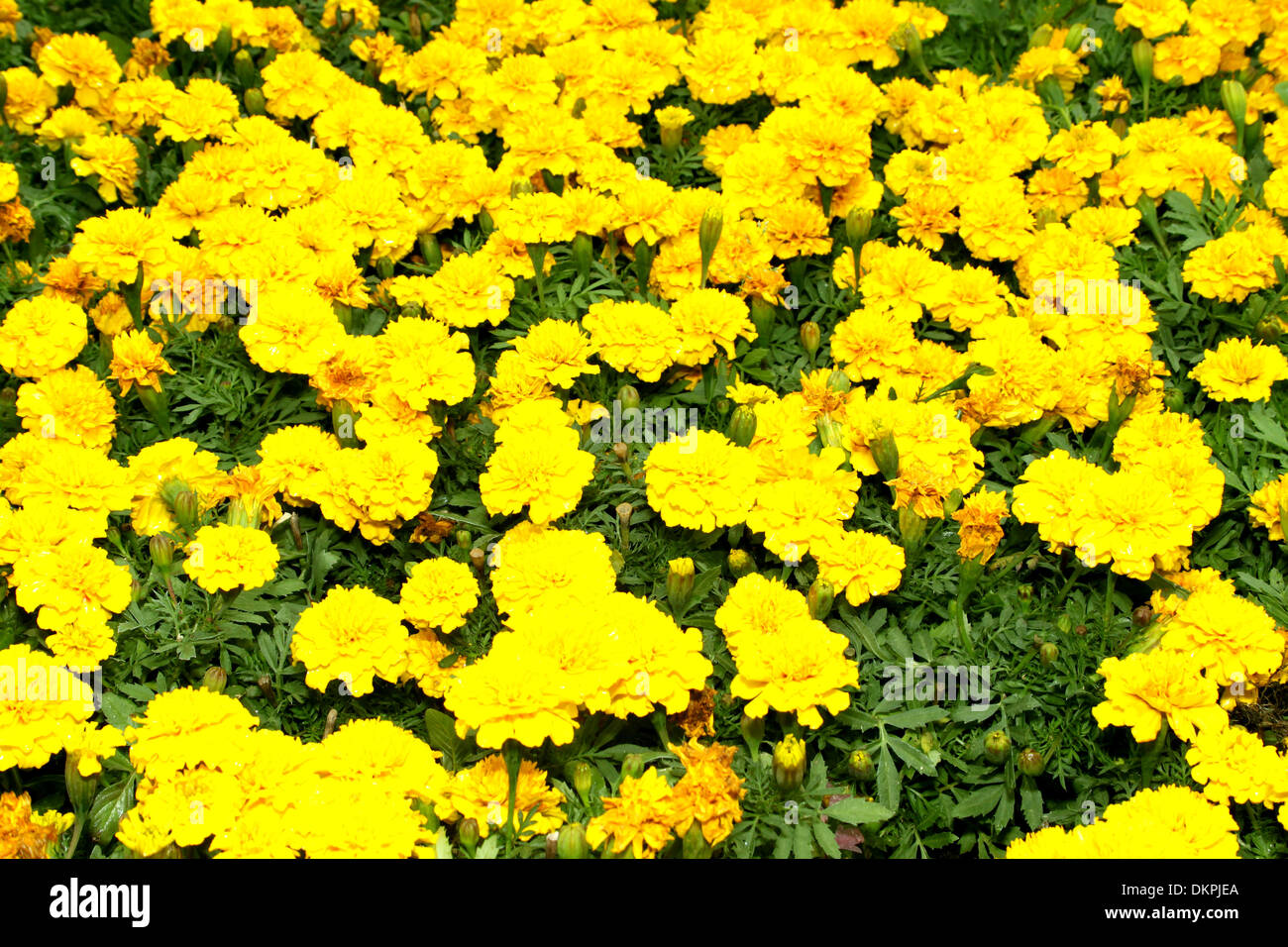 Flower display picture hi-res stock photography and images - Alamy