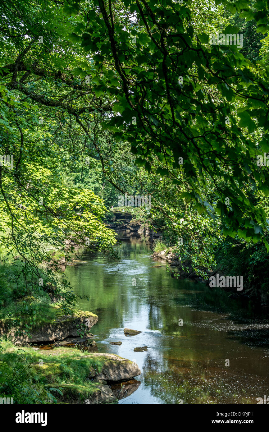 Tree lined river bank Stock Photo - Alamy