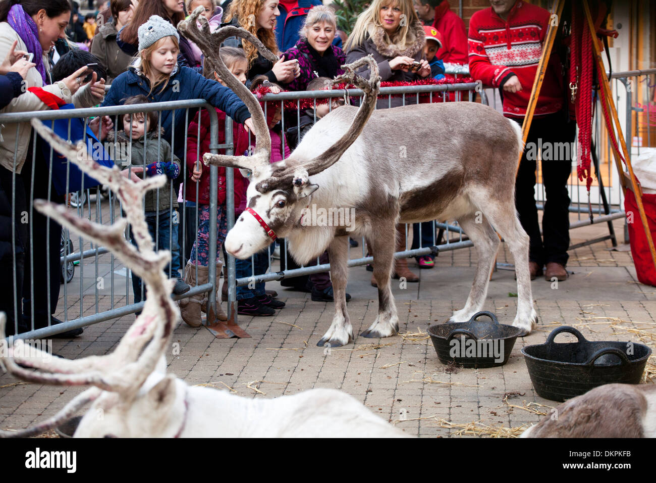 Reindeer parade in Windsor at Christmas time 2013 Stock Photo - Alamy