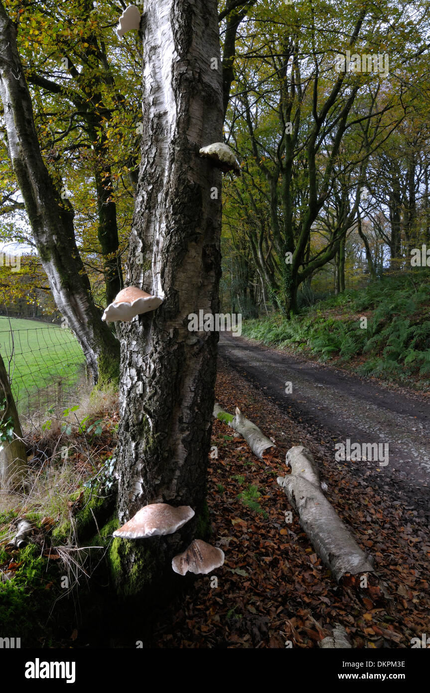 Bracket woodland autumn beech tree hi-res stock photography and images ...