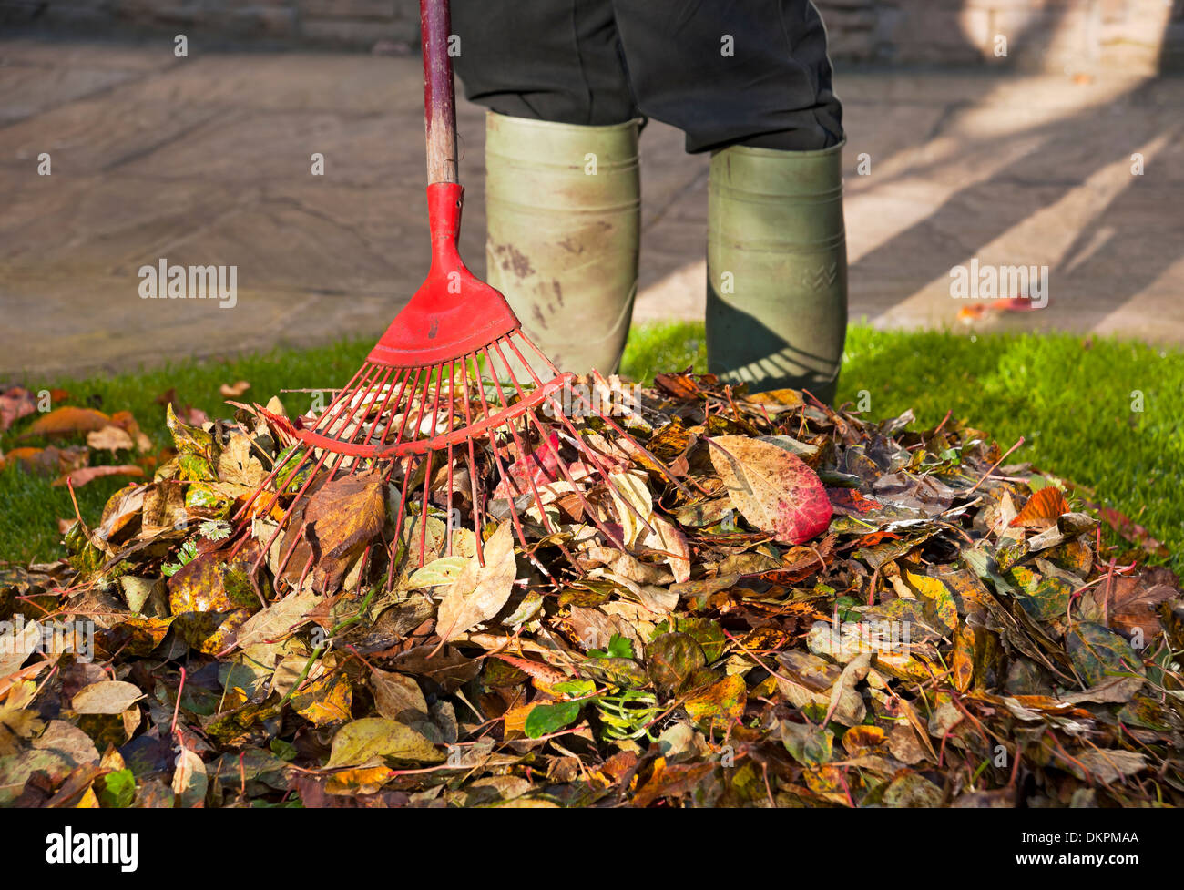 Close up of man gardener person collecting fallen leaves on lawn grass ...