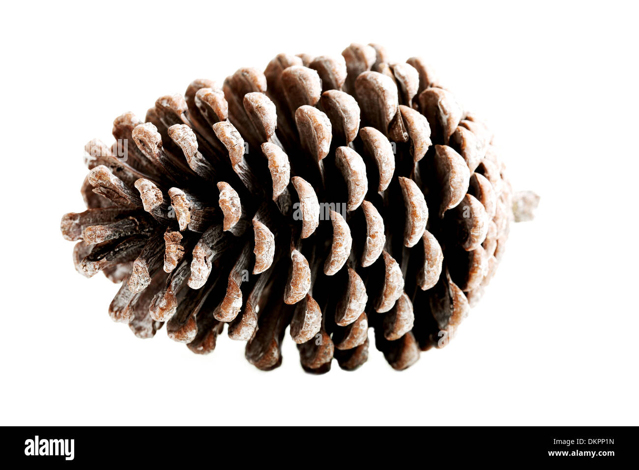 One separate cone. Isolated on white Stock Photo - Alamy