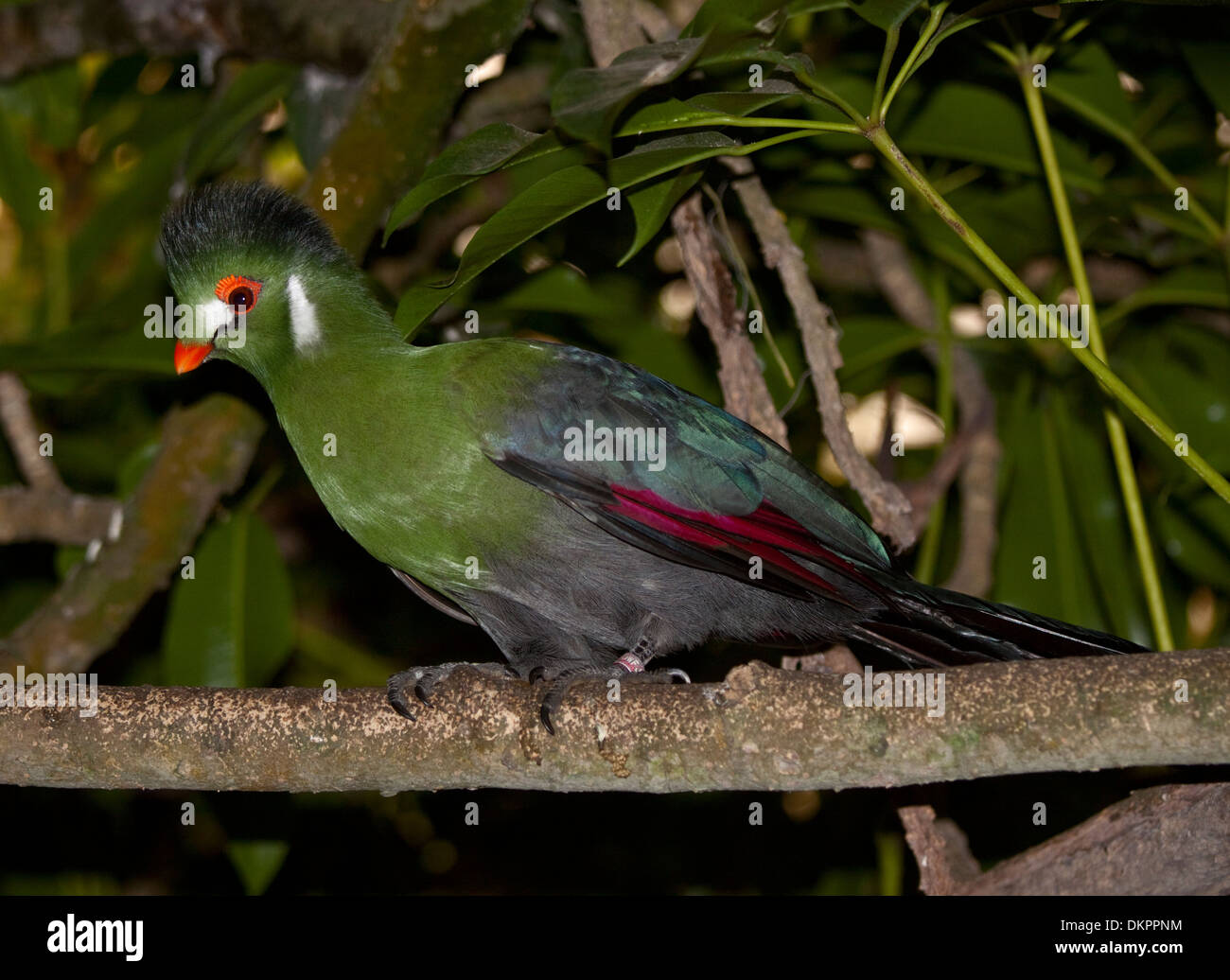 Exotic white cheeked bird hi-res stock photography and images - Alamy