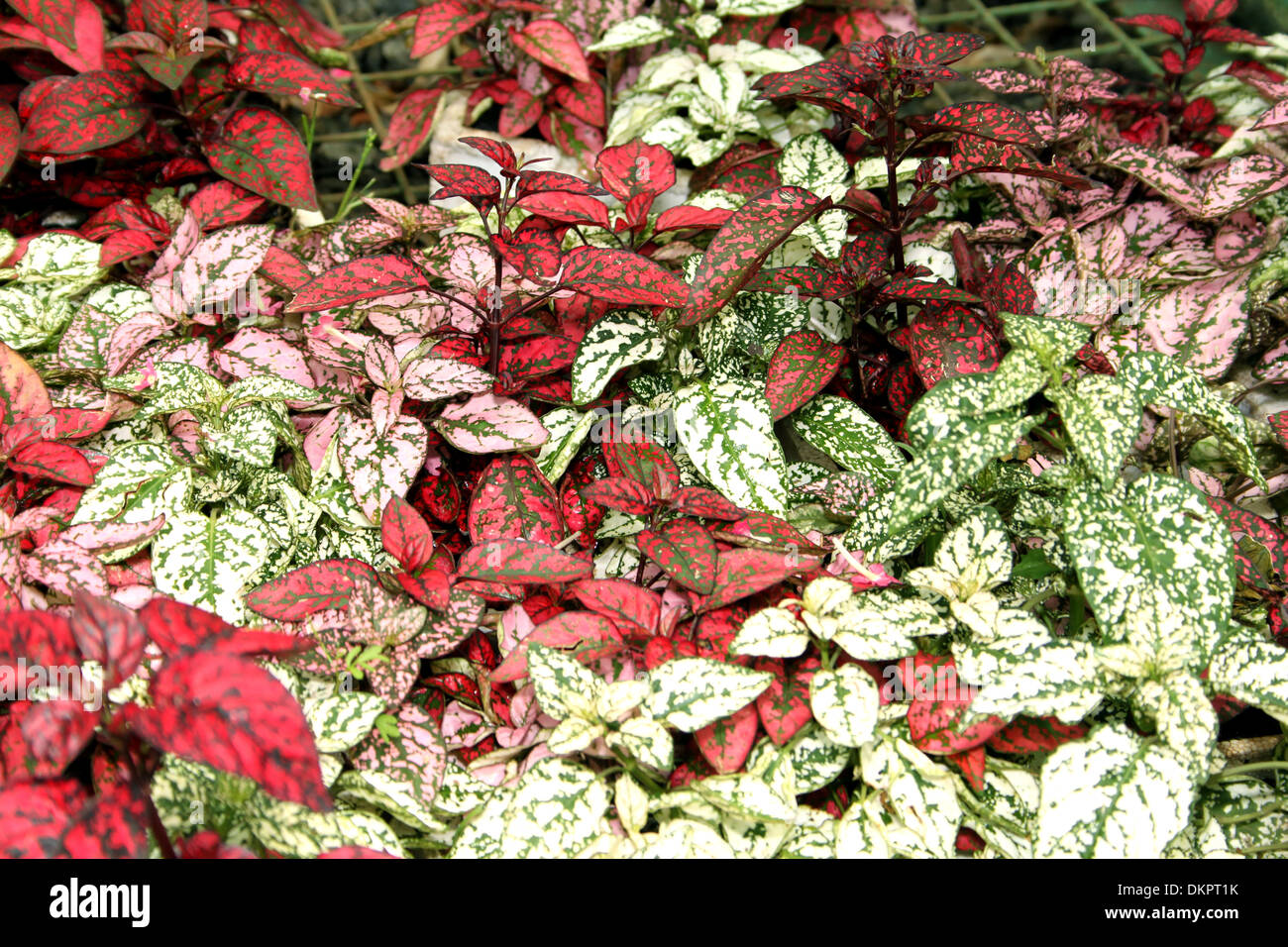 Red ground cover hi-res stock photography and images - Alamy