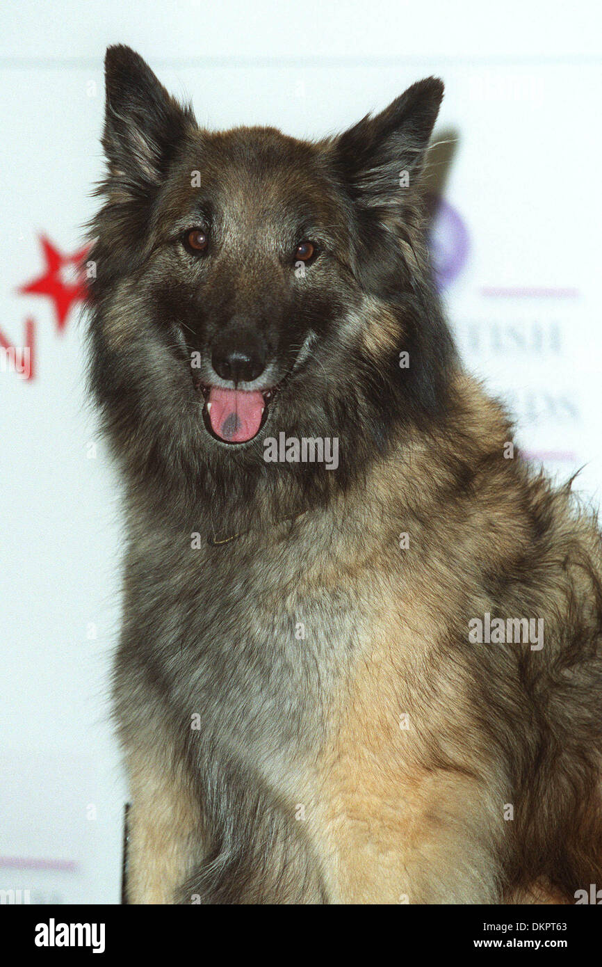 Wellard hi-res stock photography and images - Alamy