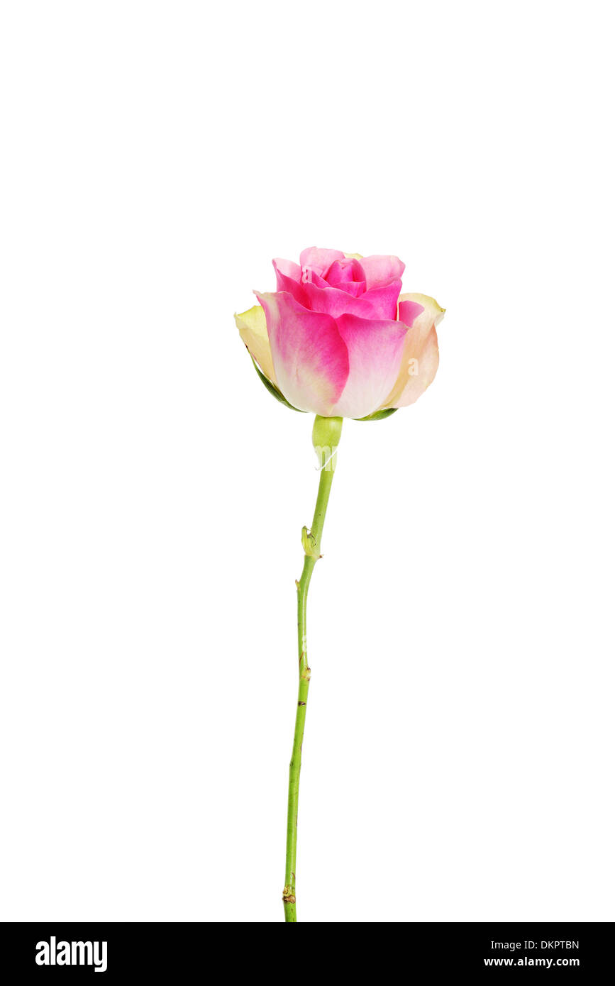 Pale-pink rose isolated on white. Vertical Stock Photo - Alamy