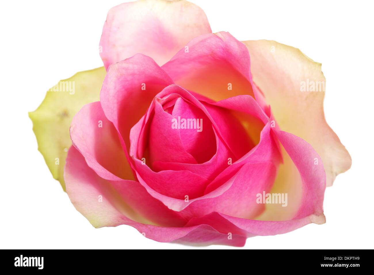 Pink rose, up front view. Isolated on white Stock Photo - Alamy