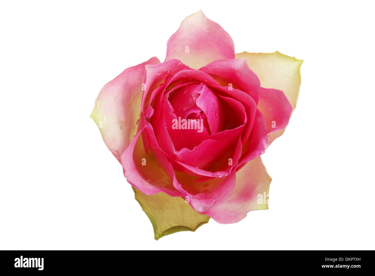 Pink rose, up front view. Isolated on white Stock Photo - Alamy