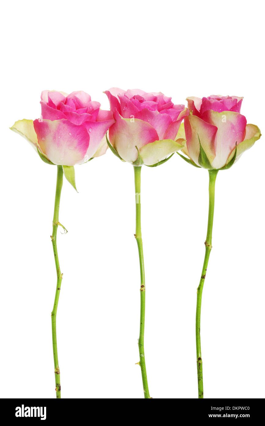 Three roses separated on white. Vertical Stock Photo - Alamy