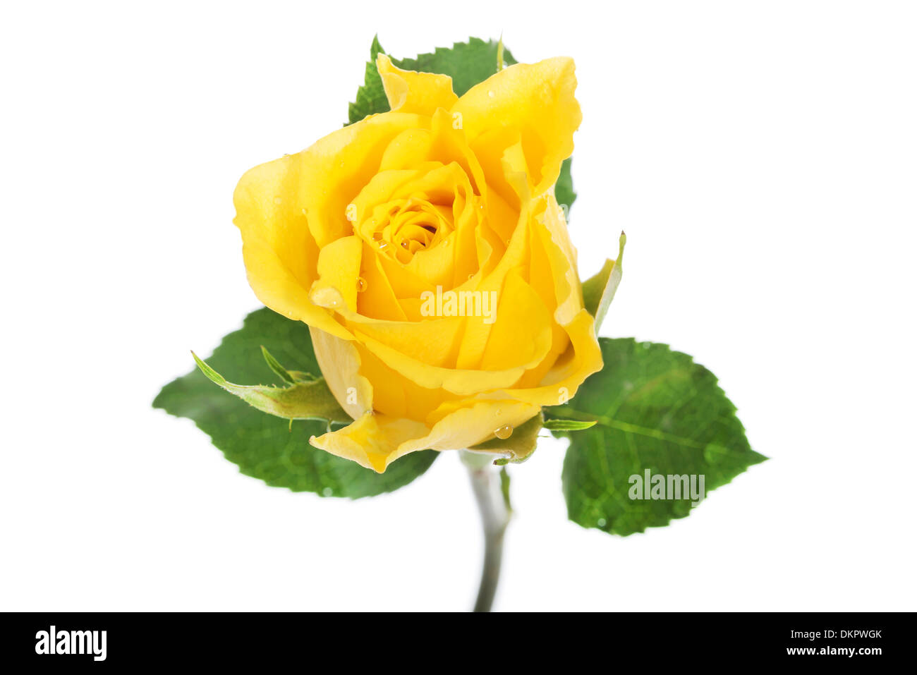 Close up on one yellow rose. Isolated on white Stock Photo - Alamy