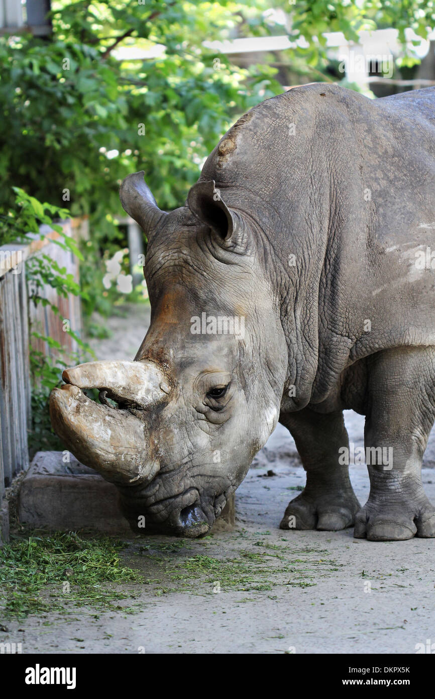 Rhinoceros animal hi-res stock photography and images - Alamy