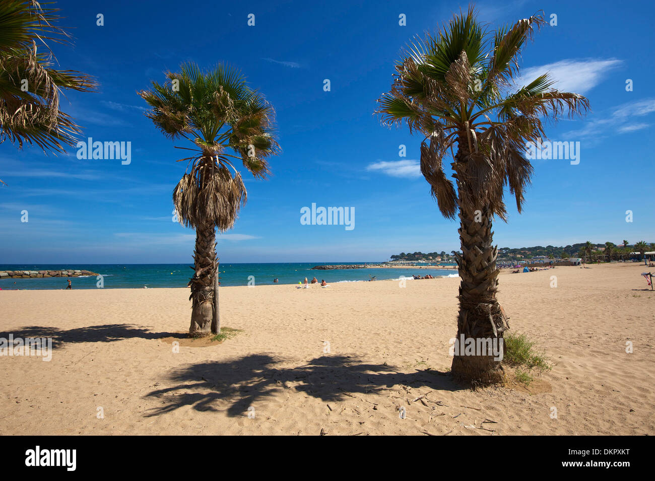 France Europe South of France Cote d'Azur Frejus palm beach sand beach ...
