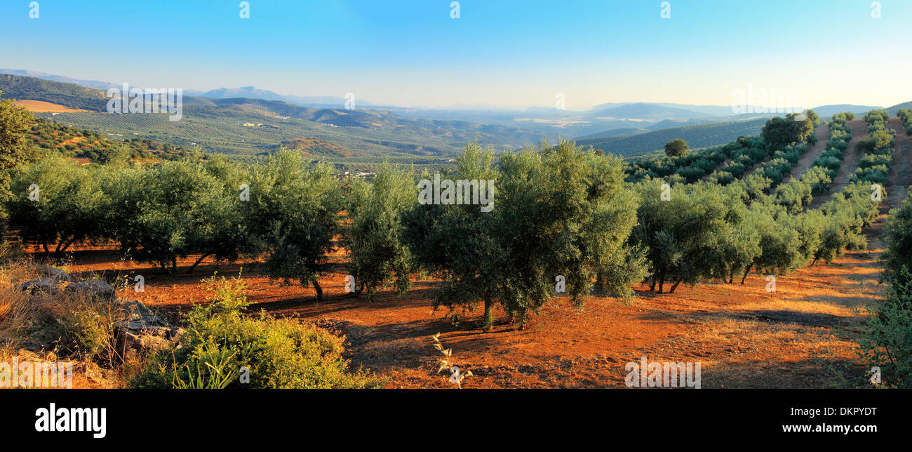 Olive trees spain hi-res stock photography and images - Alamy