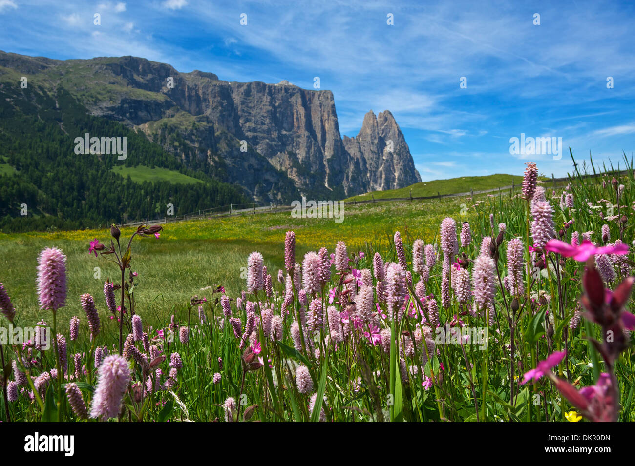 South Tirol Italy Europe Schlern Seiser Alm Dolomites mountain ...