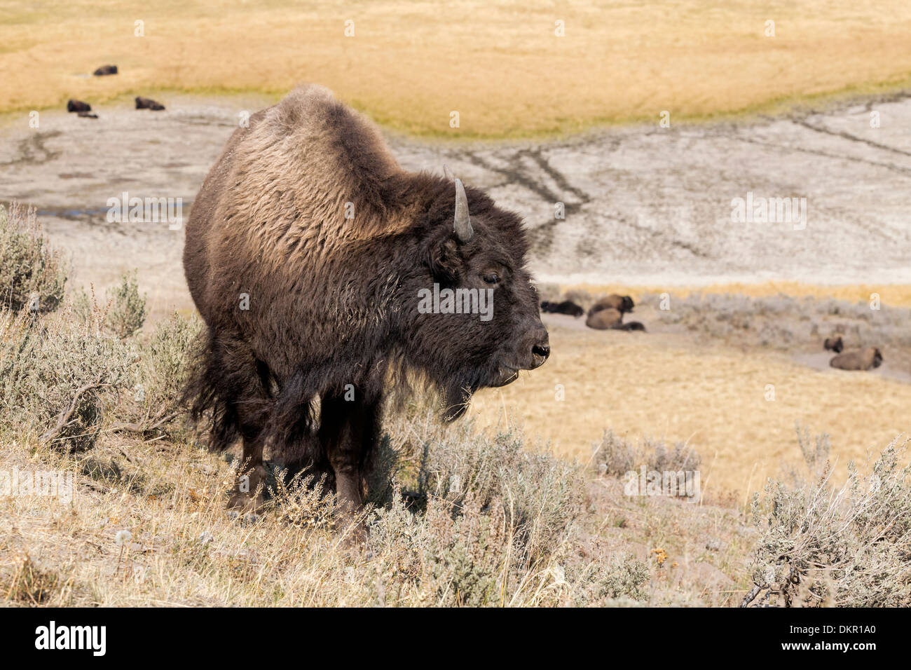 American Bison - young female Stock Photo - Alamy